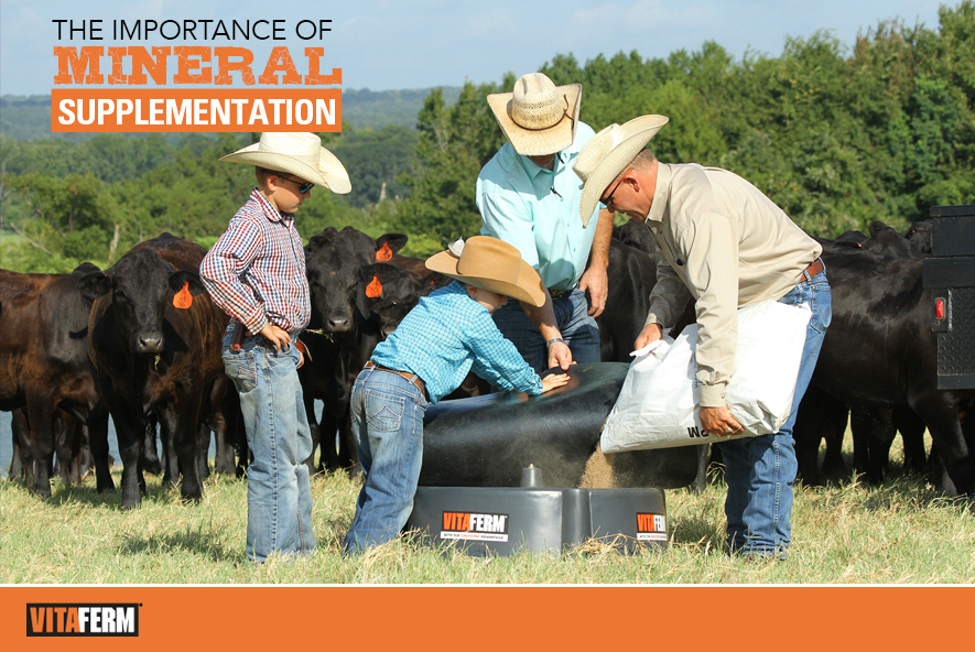 The Importance of Mineral Supplementation - VitaFerm