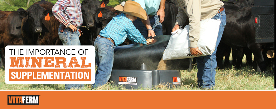 The Importance of Mineral Supplementation - VitaFerm