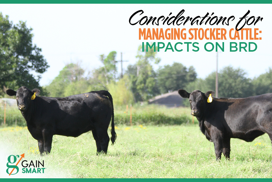 Considerations for Managing Stocker Cattle: Impacts on BRD - VitaFerm