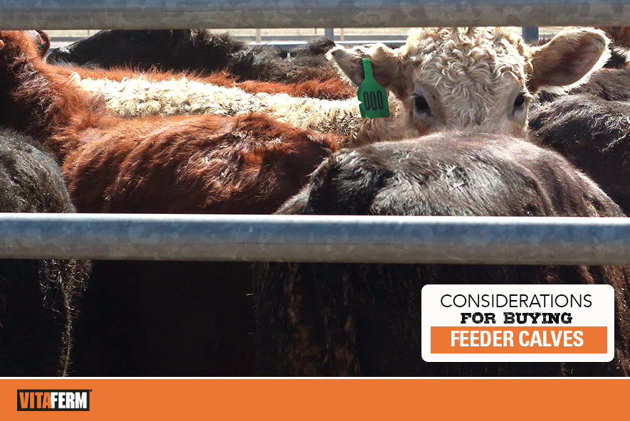 Considerations for Buying Feeder Calves - VitaFerm