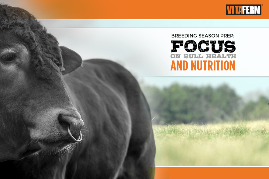Breeding Season Prep: Focus on Bull Health and Nutrition - VitaFerm