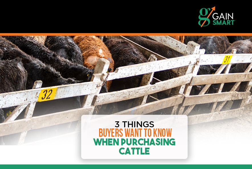 3 Things Buyers Want to Know When Purchasing Cattle - VitaFerm