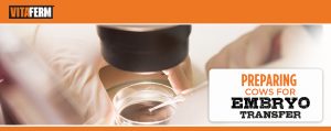Preparing Cows for Embryo Transfer - VitaFerm