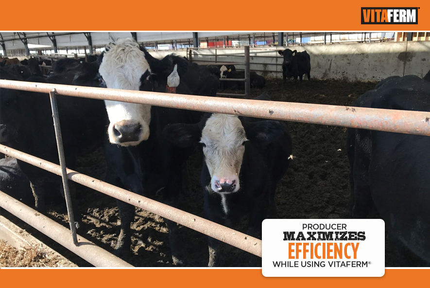 Producer Maximizes Efficiency While Using VitaFerm - VitaFerm