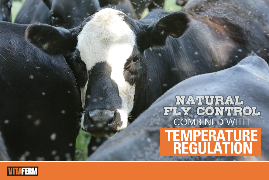 BioZyme Introduces HEAT into VitaFerm Gain Smart Line - VitaFerm