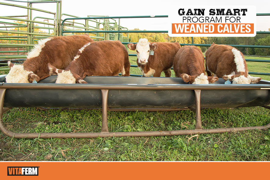 Gain Smart Program for Weaned Calves - VitaFerm