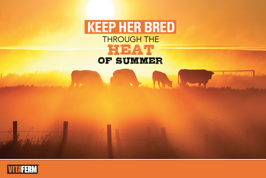 Keep Her Bred Through the Heat of Summer - VitaFerm