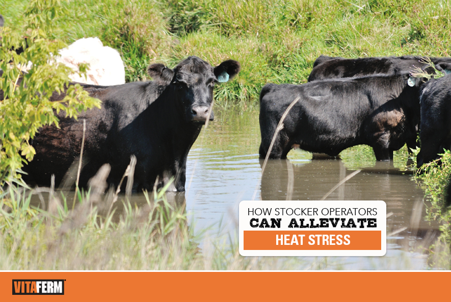 How Stocker Operators Can Alleviate Heat Stress - VitaFerm