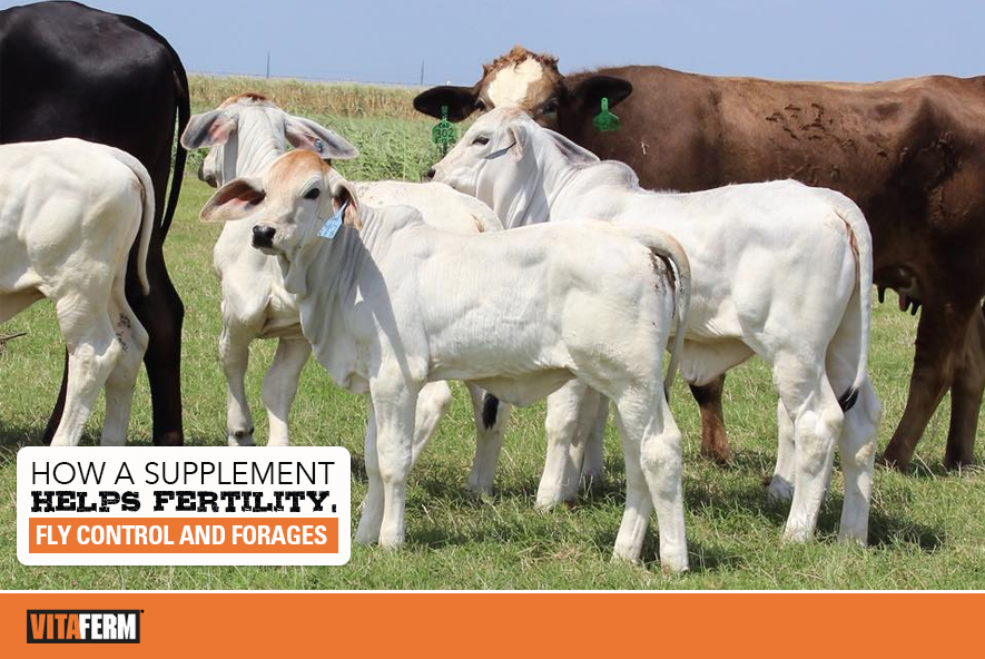How a Supplement Helps Fertility, Fly Control and Forages - VitaFerm