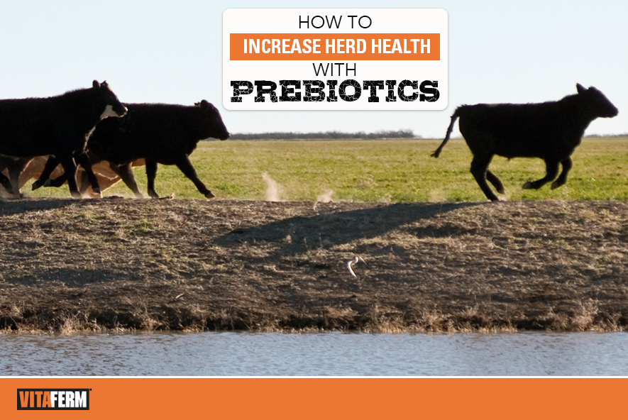 How to Increase Herd Health with Prebiotics - VitaFerm
