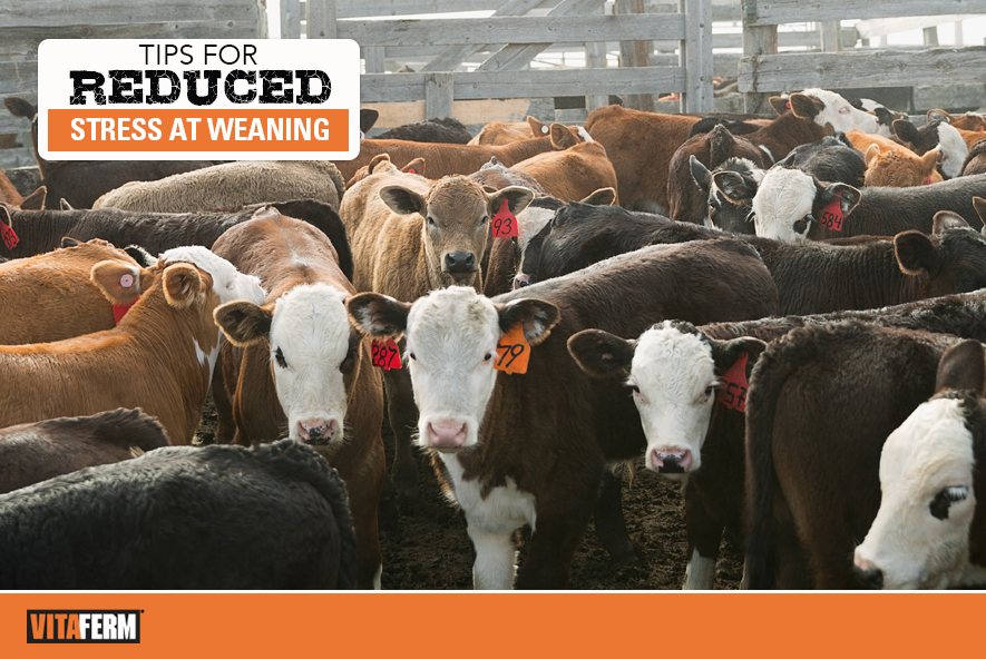 Tips for Reduced Stress at Weaning - VitaFerm