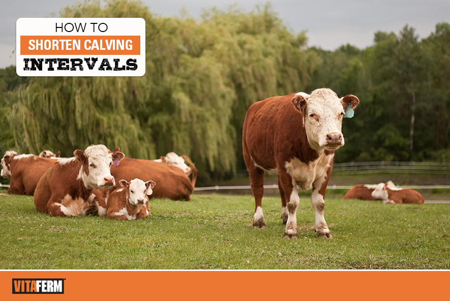 How to Shorten Calving Intervals - VitaFerm