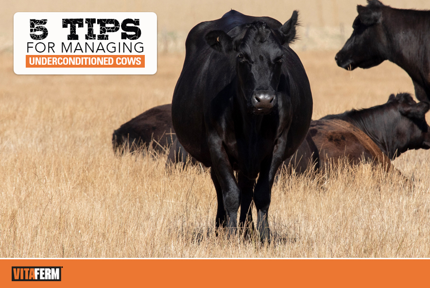 5 Tips for Managing Underconditioned Cows - VitaFerm