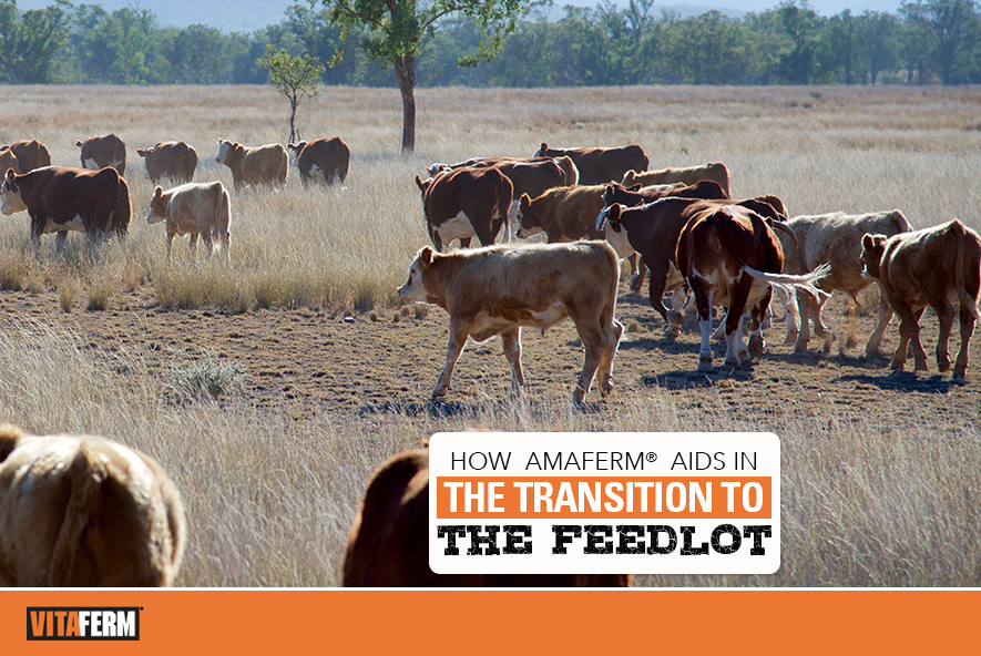 How Amaferm® Aids in the Transition to the Feedlot - VitaFerm