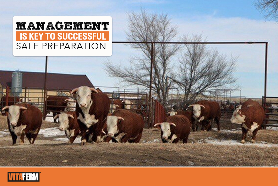 Management is Key to Successful Sale Preparation - VitaFerm