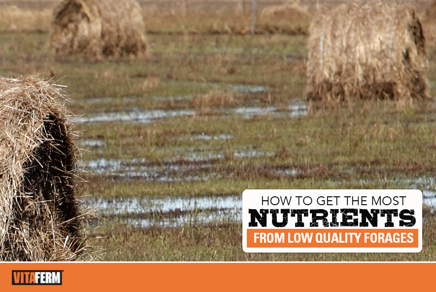 How to Get the Most Nutrients from Low Quality Forages - VitaFerm