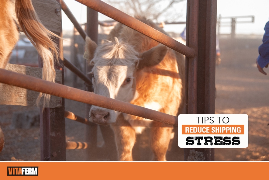 Tips to Reduce Shipping Stress - VitaFerm
