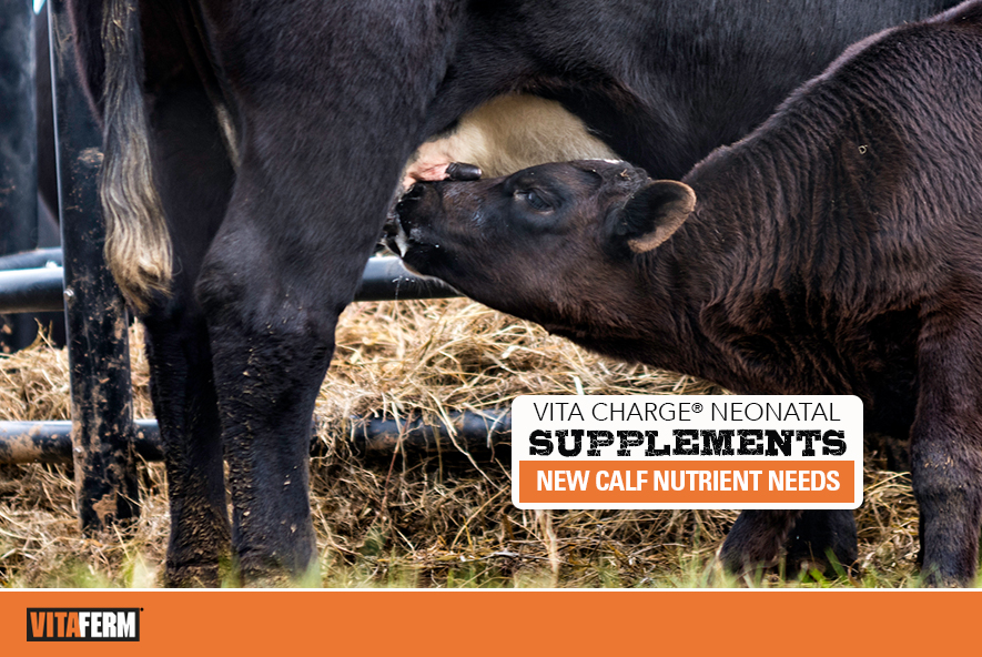 Vita Charge® Neonatal Supplements New Calf Nutrient Needs - VitaFerm