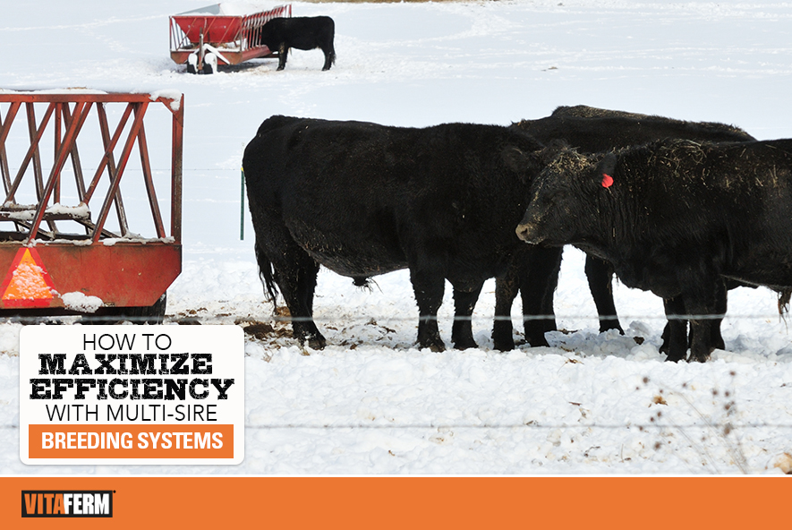 How to Maximize Efficiency with Multi-Sire Breeding Systems - VitaFerm