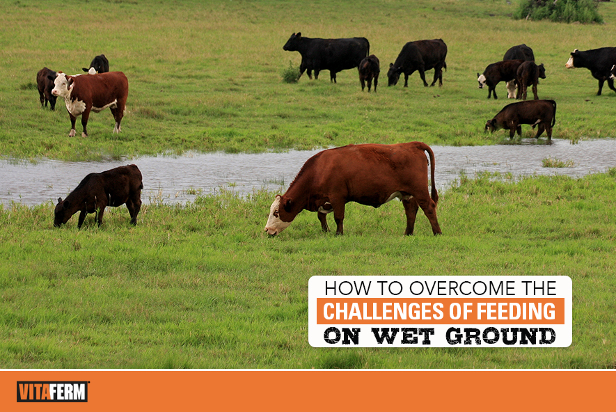 How to Overcome the Challenges of Feeding on Wet Ground - VitaFerm