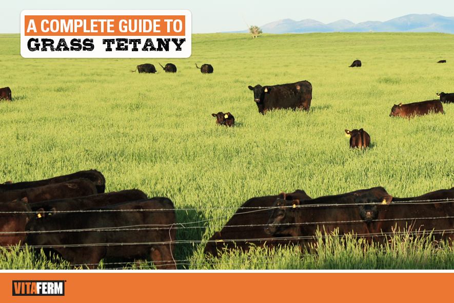 A Complete Guide to Grass Tetany - VitaFerm