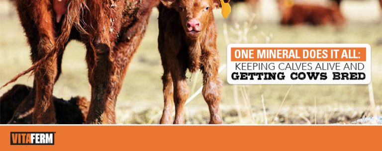 One Mineral Does It All: Keeping Calves Alive and Getting Cows Bred ...
