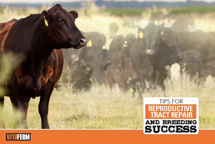 Tips for Reproductive Tract Repair and Breeding Success - VitaFerm