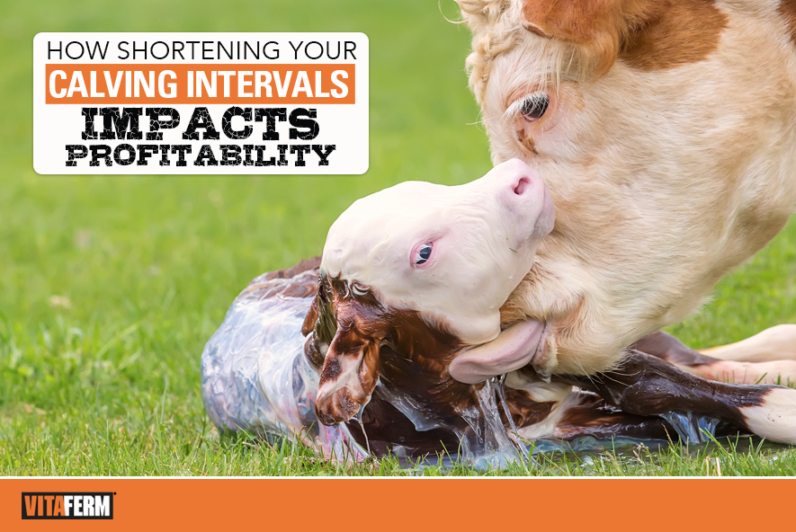 How Shortening Your Calving Intervals Impacts Profitability - VitaFerm