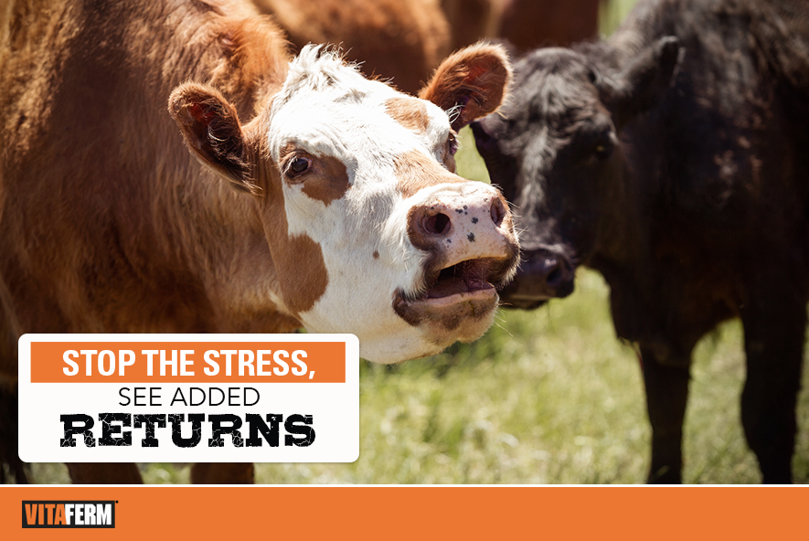 Stop the Stress, See Added Returns - VitaFerm