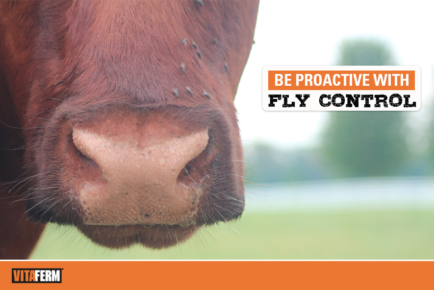 Be Proactive with Fly Control - VitaFerm