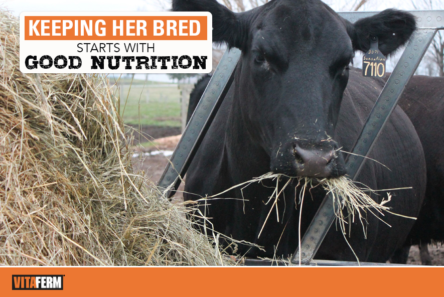 Keeping Her Bred Starts with Good Nutrition - VitaFerm