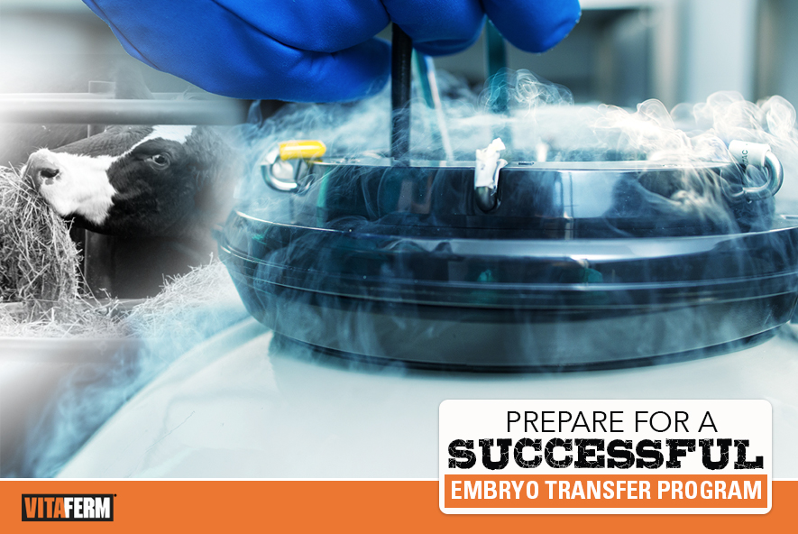 Prepare for a Successful Embryo Transfer Program - VitaFerm