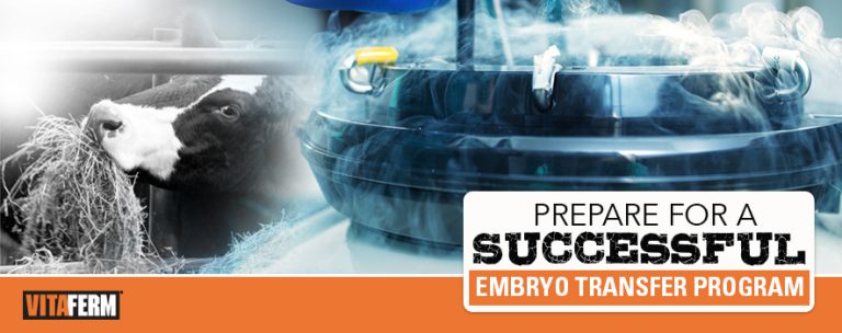 Prepare for a Successful Embryo Transfer Program - VitaFerm