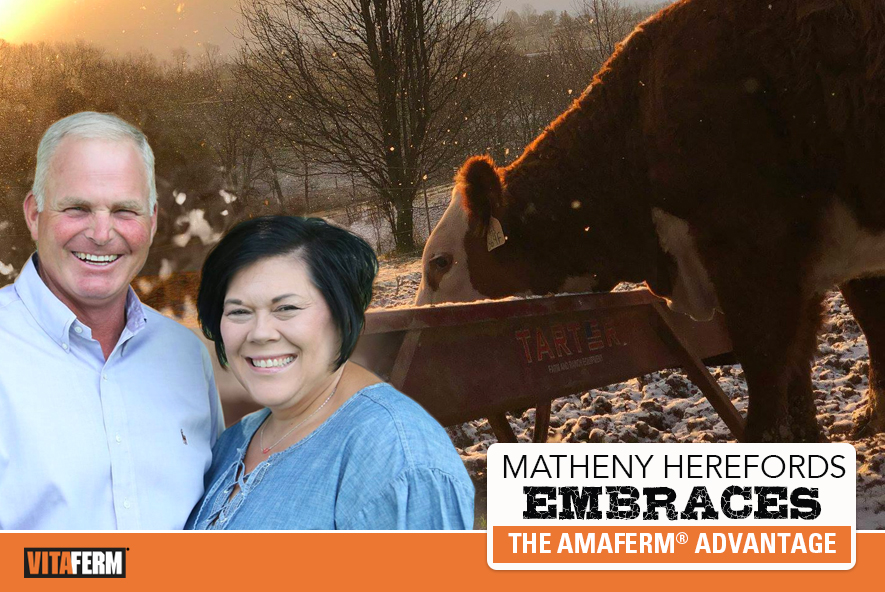 Matheny Herefords Embraces the Amaferm® Advantage - VitaFerm