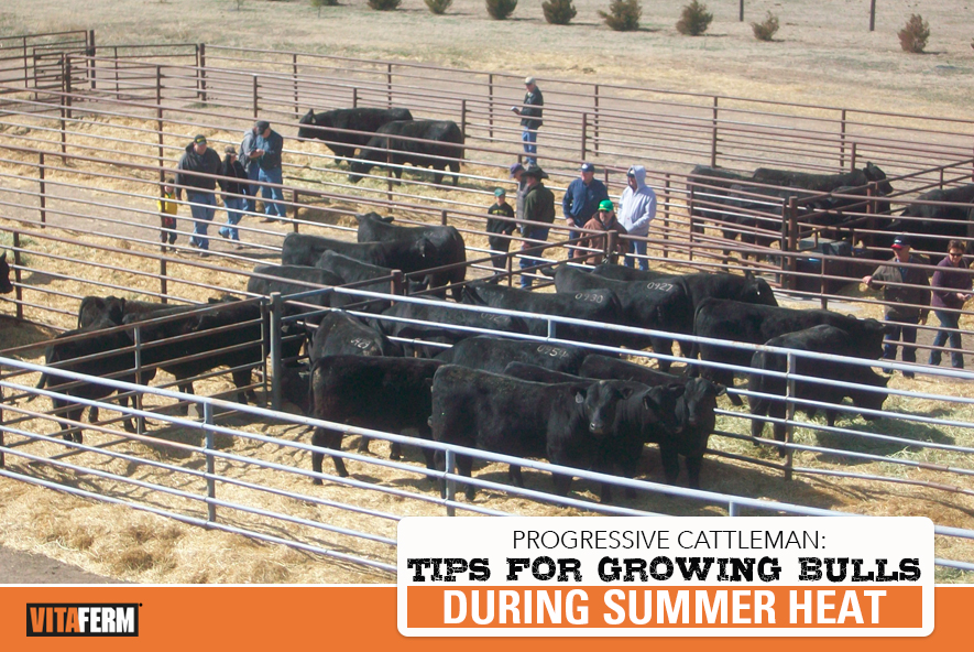 Progressive Cattleman: Tips for Growing Bulls During Summer Heat - VitaFerm