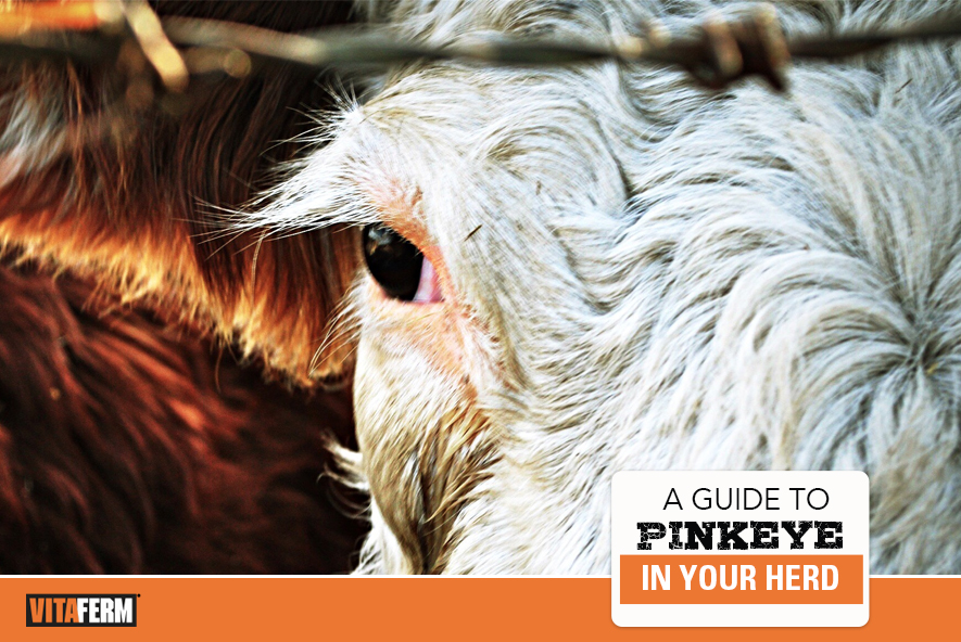 A Guide to Pinkeye in your Herd - VitaFerm