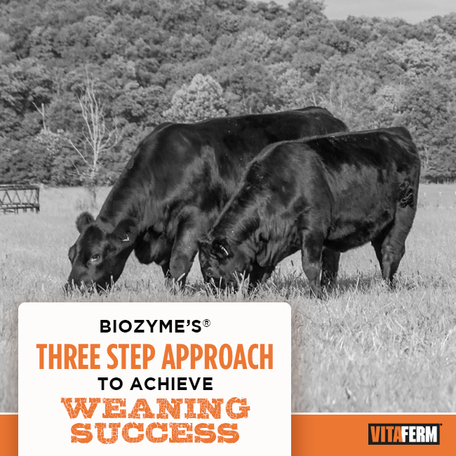 A Three-Step Approach to Successful Weaning - VitaFerm
