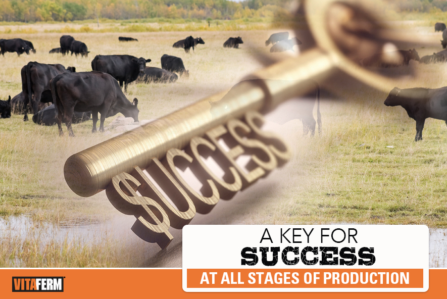A Key for Success at All Stages of Production - VitaFerm