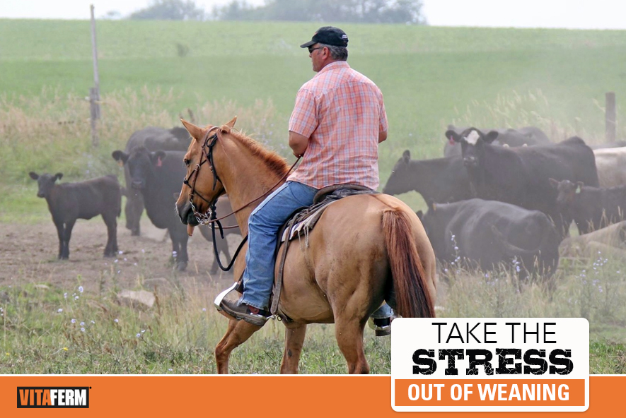 Take the Stress Out of Weaning - VitaFerm