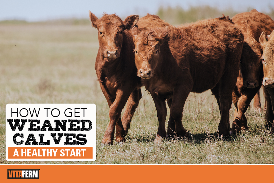 How to Get Weaned Calves a Healthy Start - VitaFerm