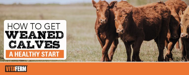 How to Get Weaned Calves a Healthy Start - VitaFerm