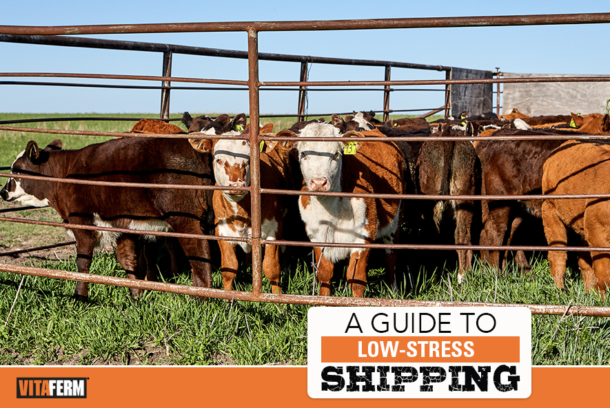 A Guide to Low-Stress Shipping - VitaFerm