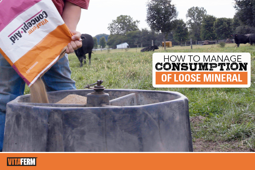 How to Manage Consumption of Loose Mineral - VitaFerm