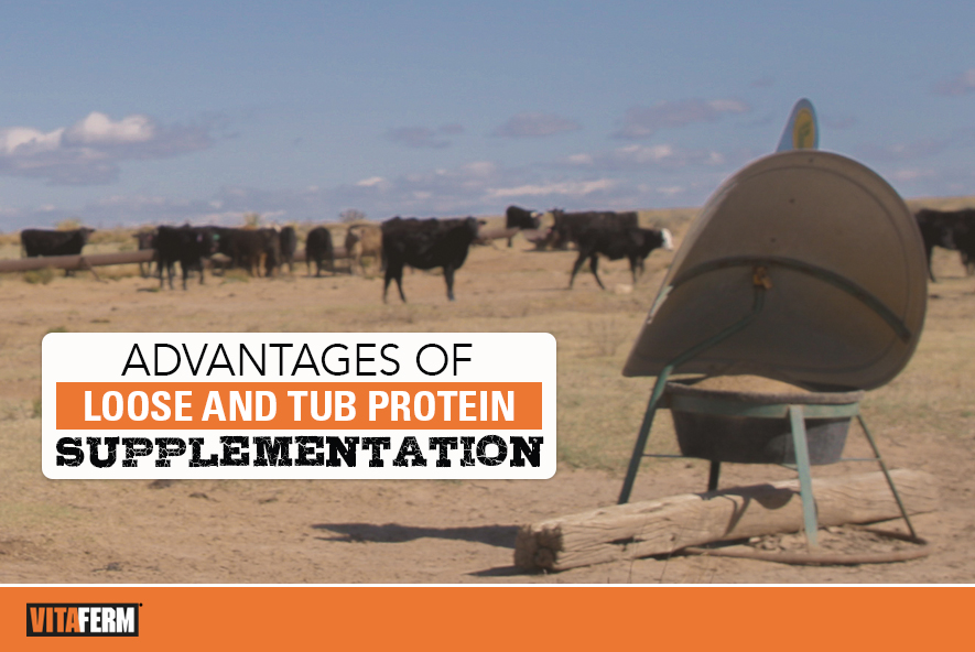 Advantages of Loose and Tub Protein Supplementation - VitaFerm