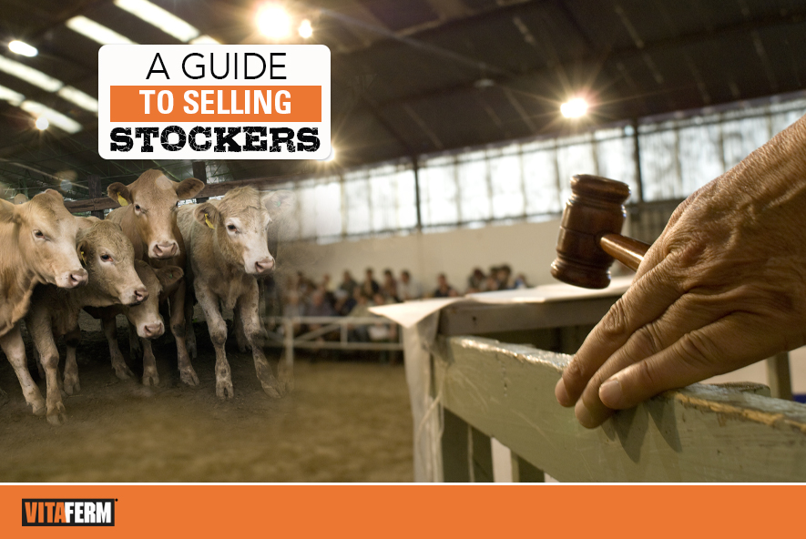 A Guide to Selling Stockers - VitaFerm