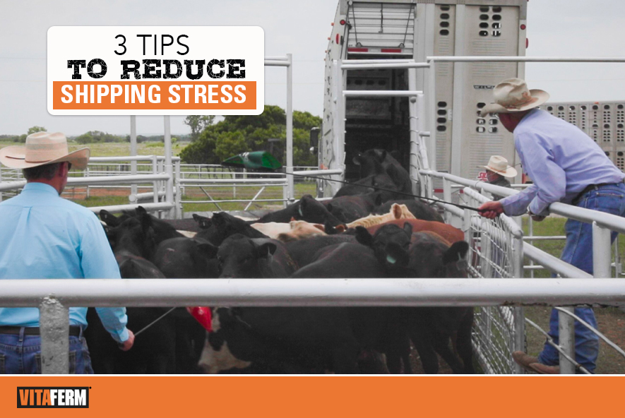 3 Tips to Reduce Shipping Stress - VitaFerm