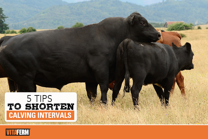 5 Tips to Shorten Calving Intervals - VitaFerm