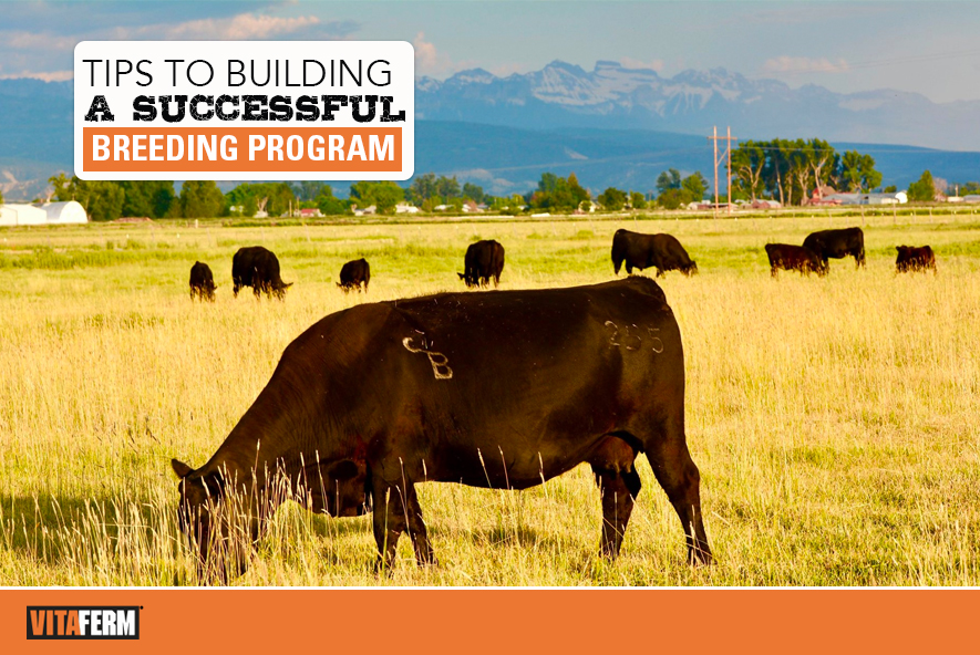 Tips to Building a Successful Breeding Program - VitaFerm