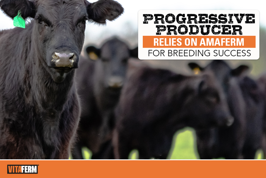 Progressives Producer Relies on Amaferm for Breeding Success - VitaFerm