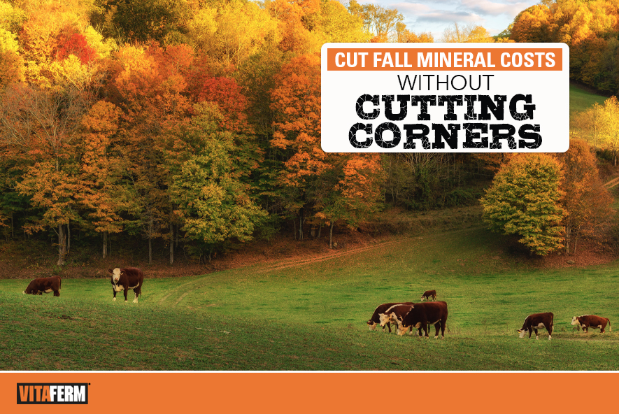Cut Fall Mineral Costs without Cutting Corners - VitaFerm